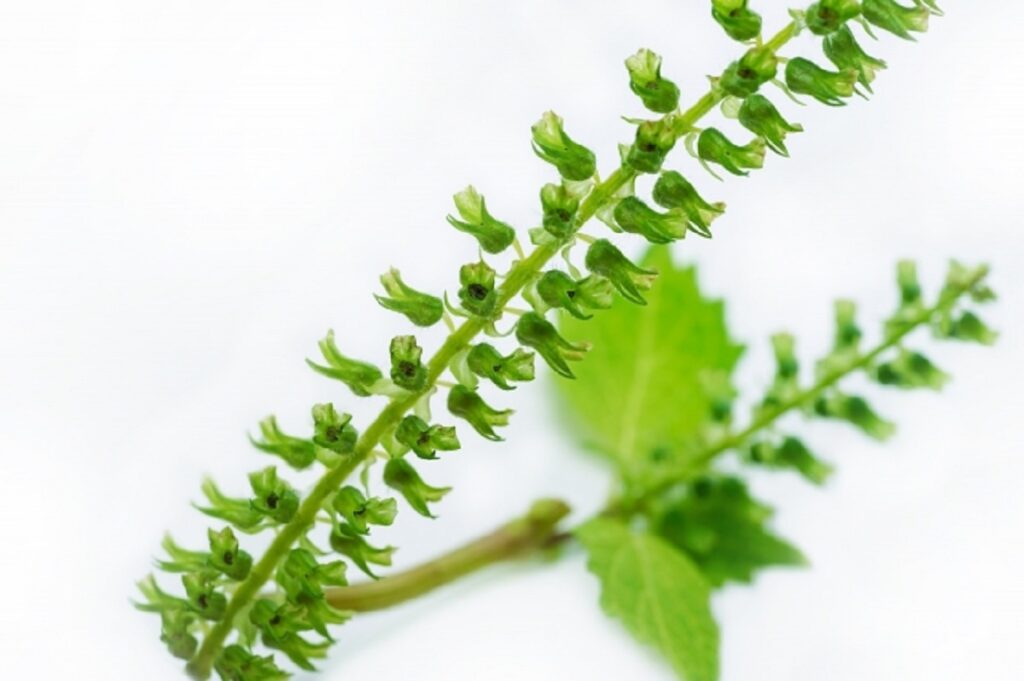 見逃してませんか？穂紫蘇（ほじそ）の魅力に迫る！刺身のお供の正しい食べ方 | パクミノの仕事部屋